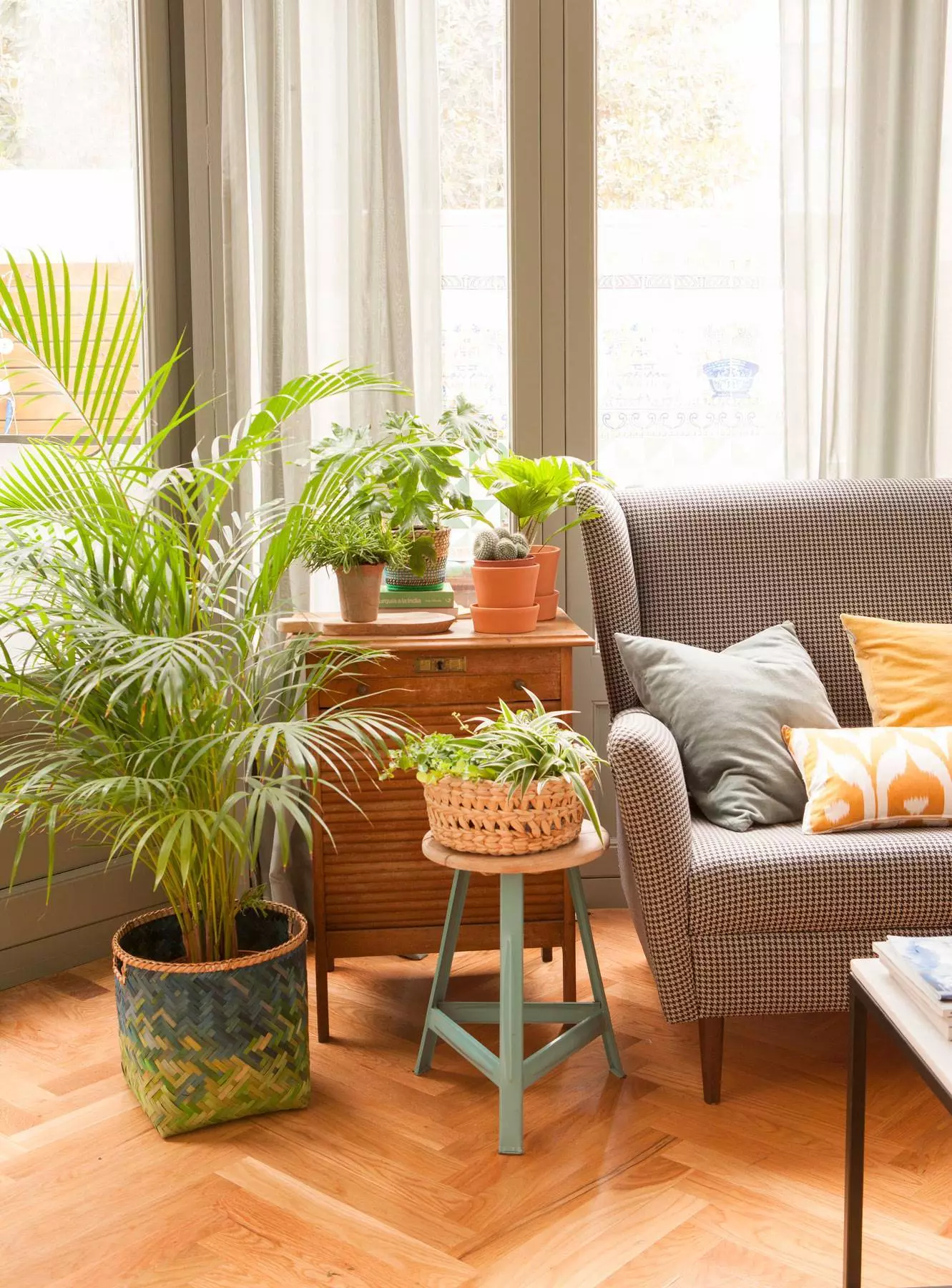 corner-of-plants areca 427657