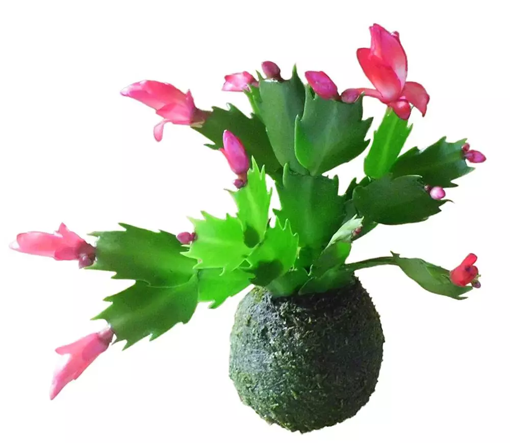 cactus ekeresimesi nwere usoro kokedama