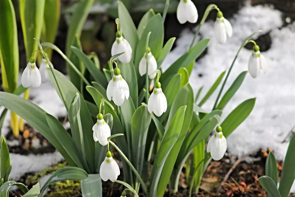 snowdrop-3148807 1920