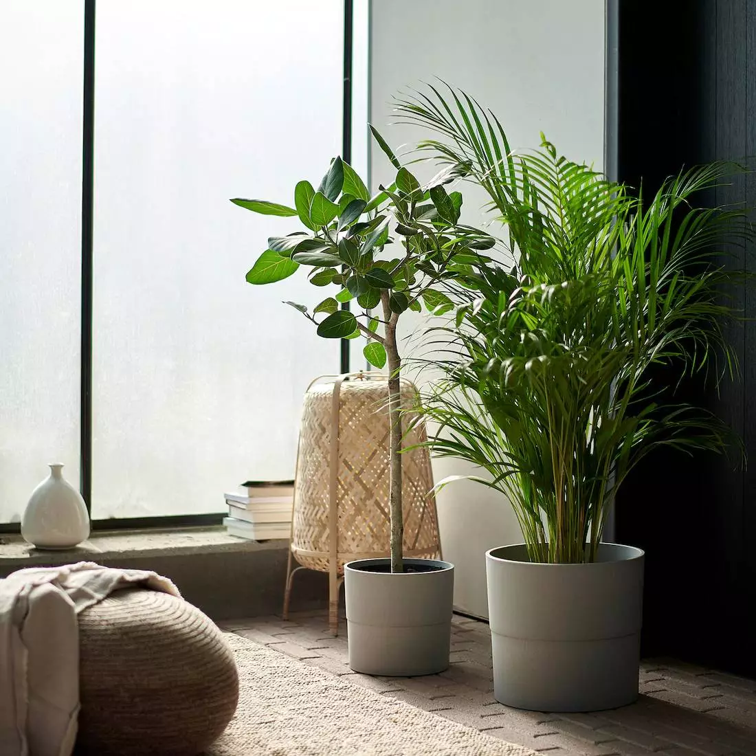 IKEA Areca plant