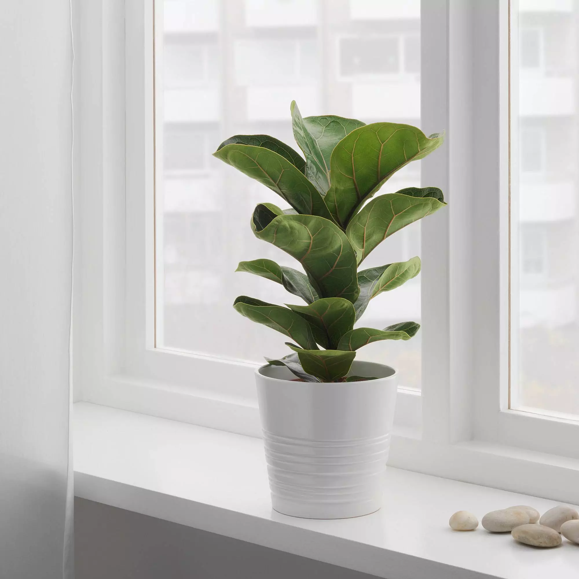 Ficus lyrata IKEA-ից