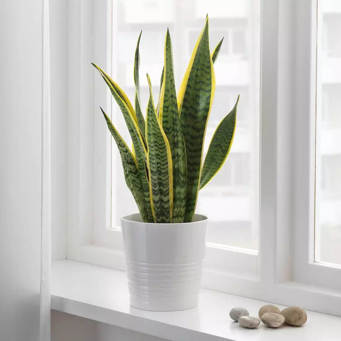 Sansevieria soti nan IKEA