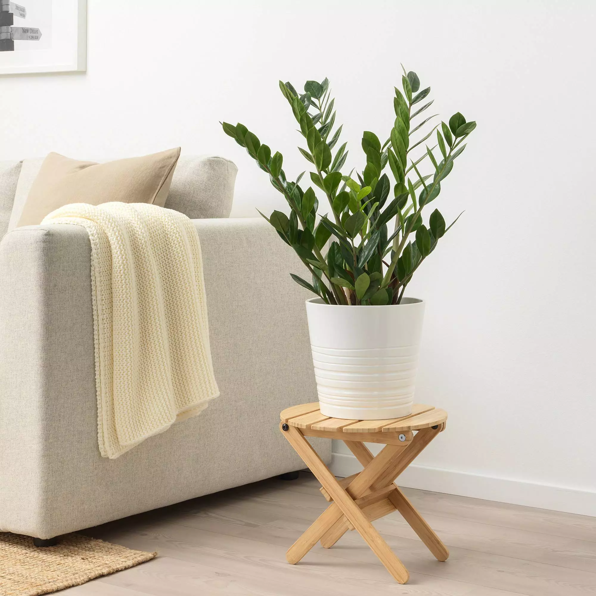 Zamioculcas ከ IKEA