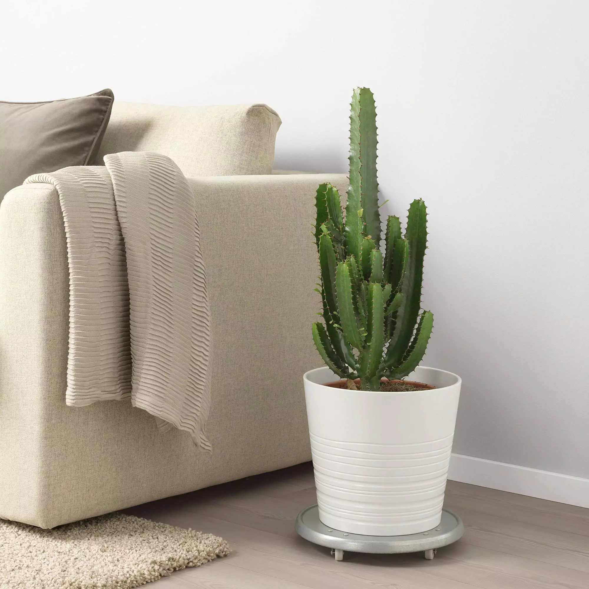 Dako nga cactus gikan sa IKEA