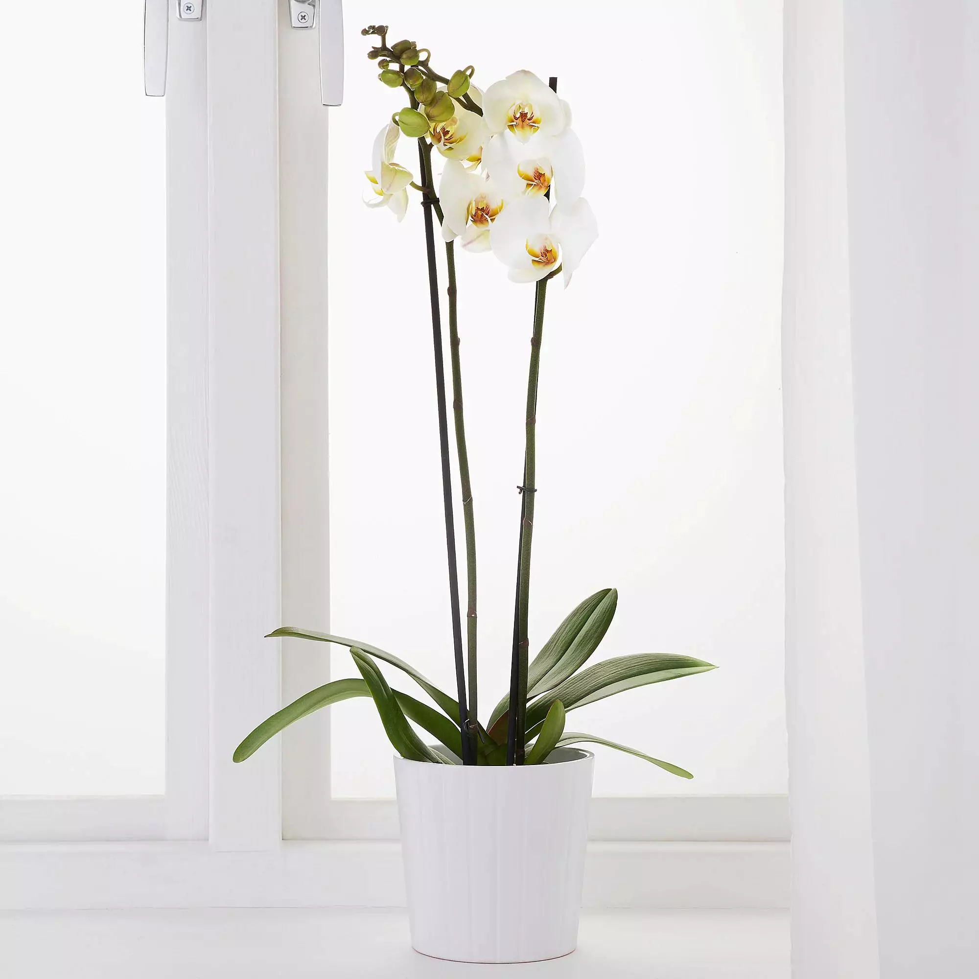 Orchid ya IKEA