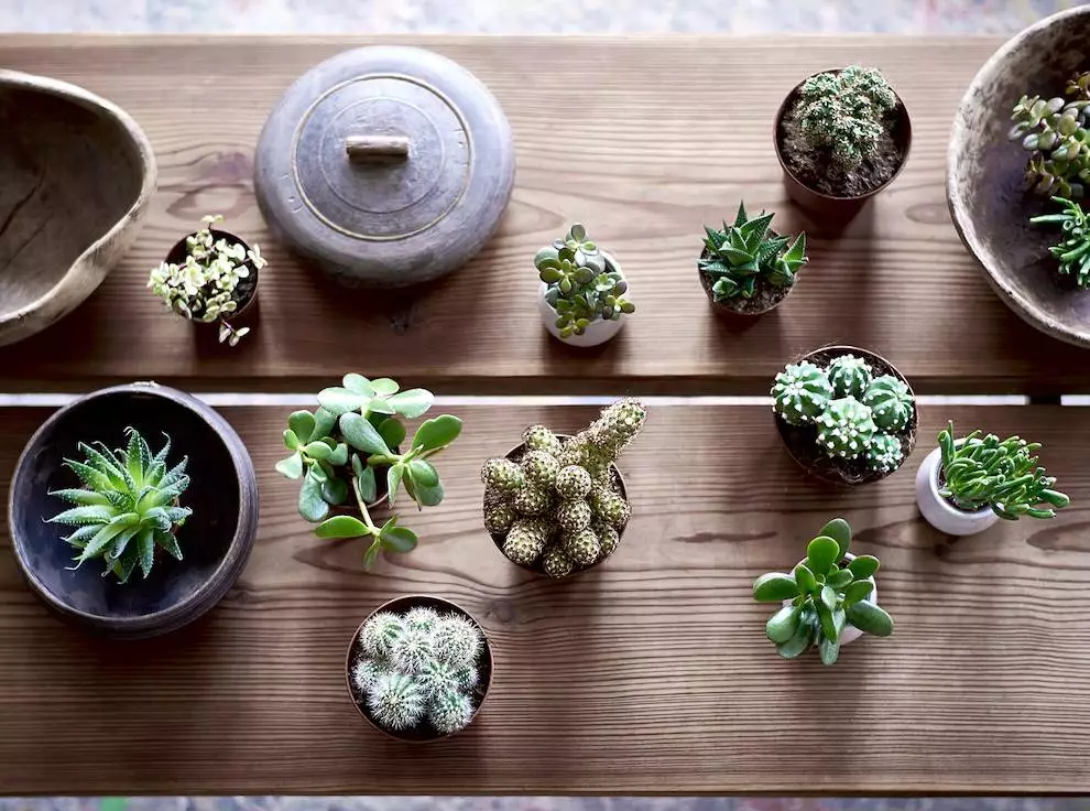 Succulents ከ IKEA