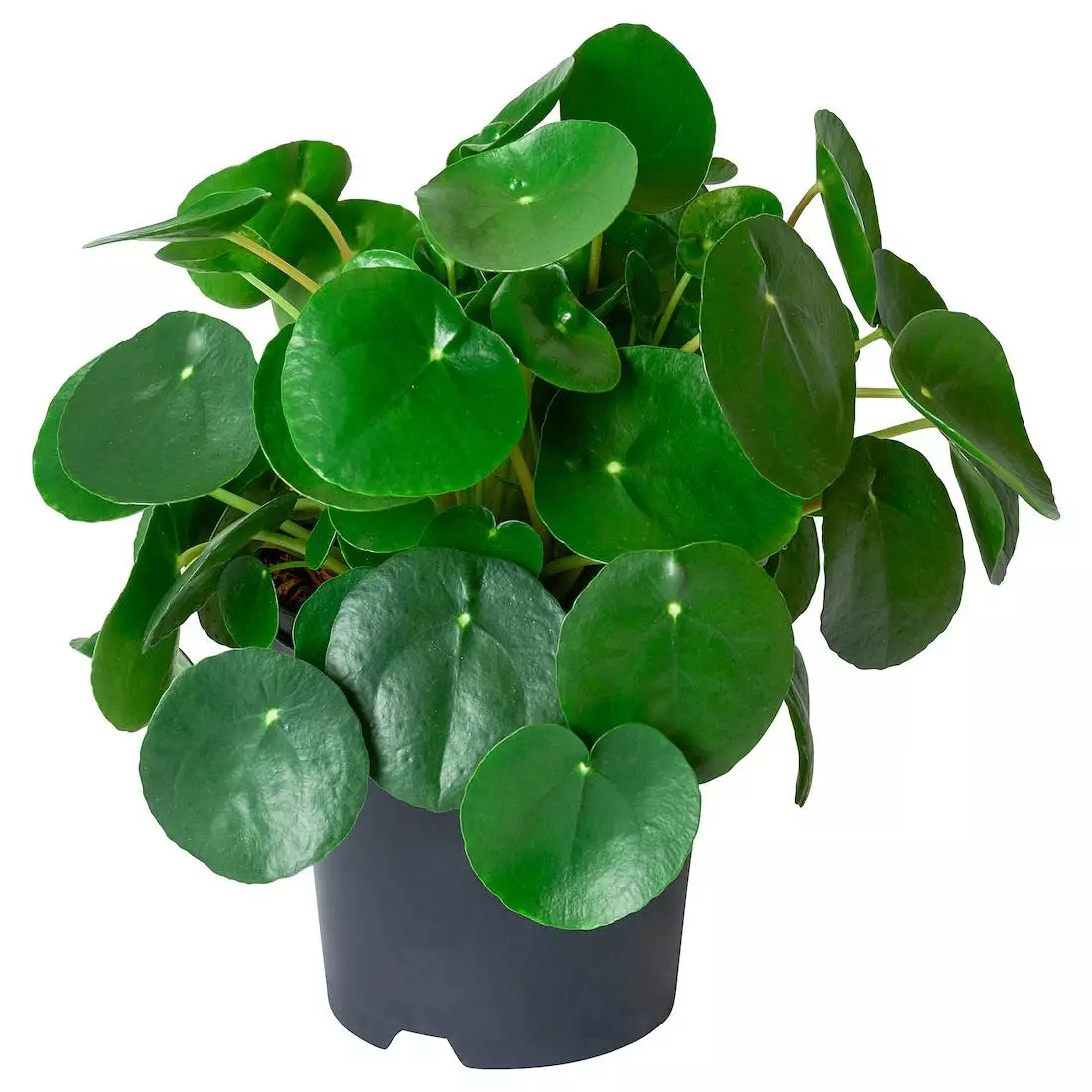 Pilea Peperomioides-ը IKEA-ից