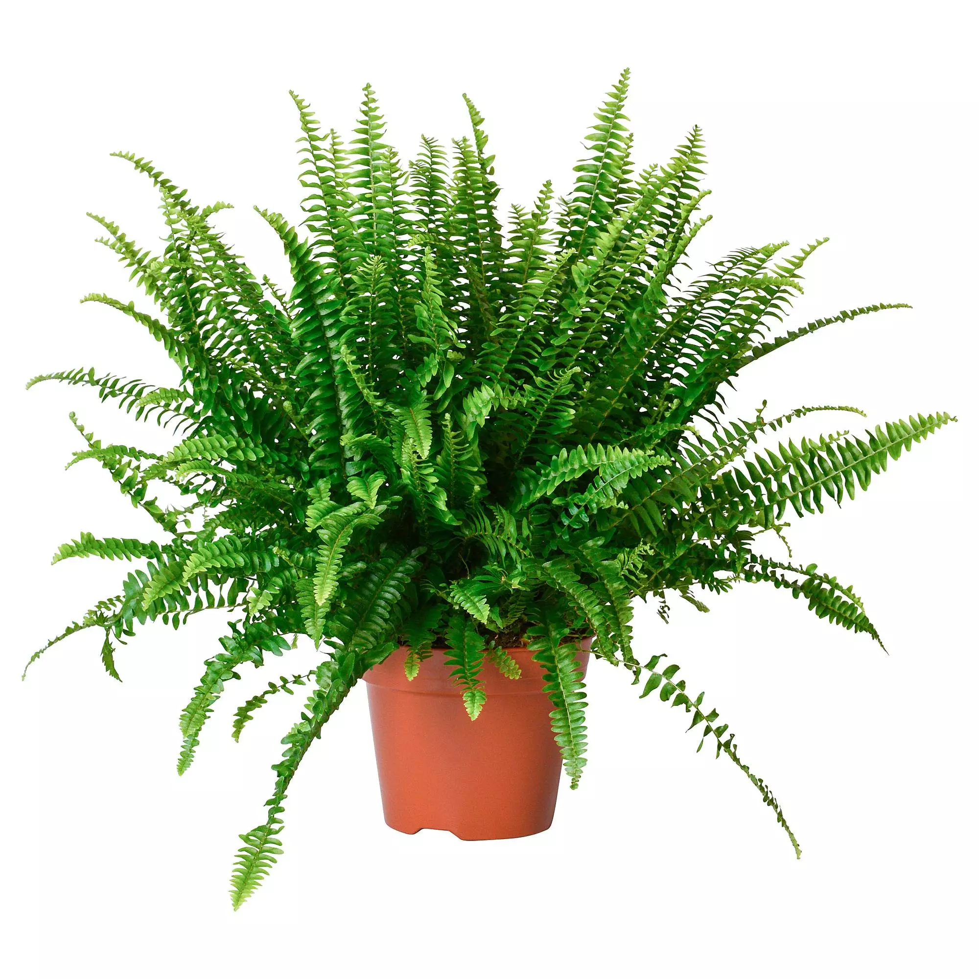 IKEA Fern