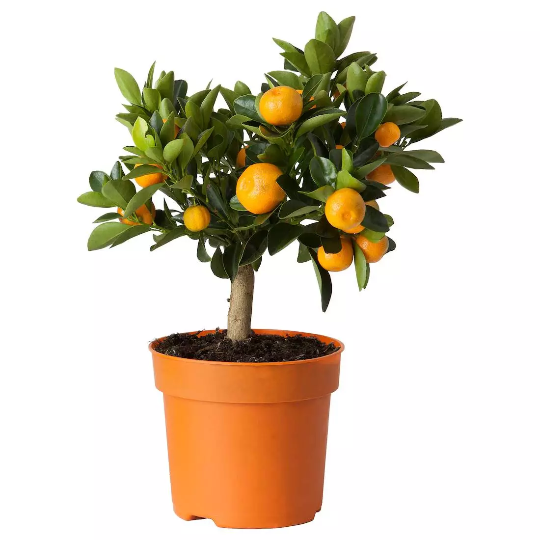 Calamondin gikan sa IKEA