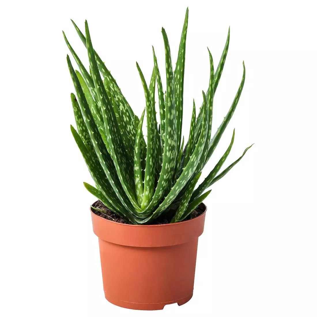 Aloe vera gikan sa IKEA