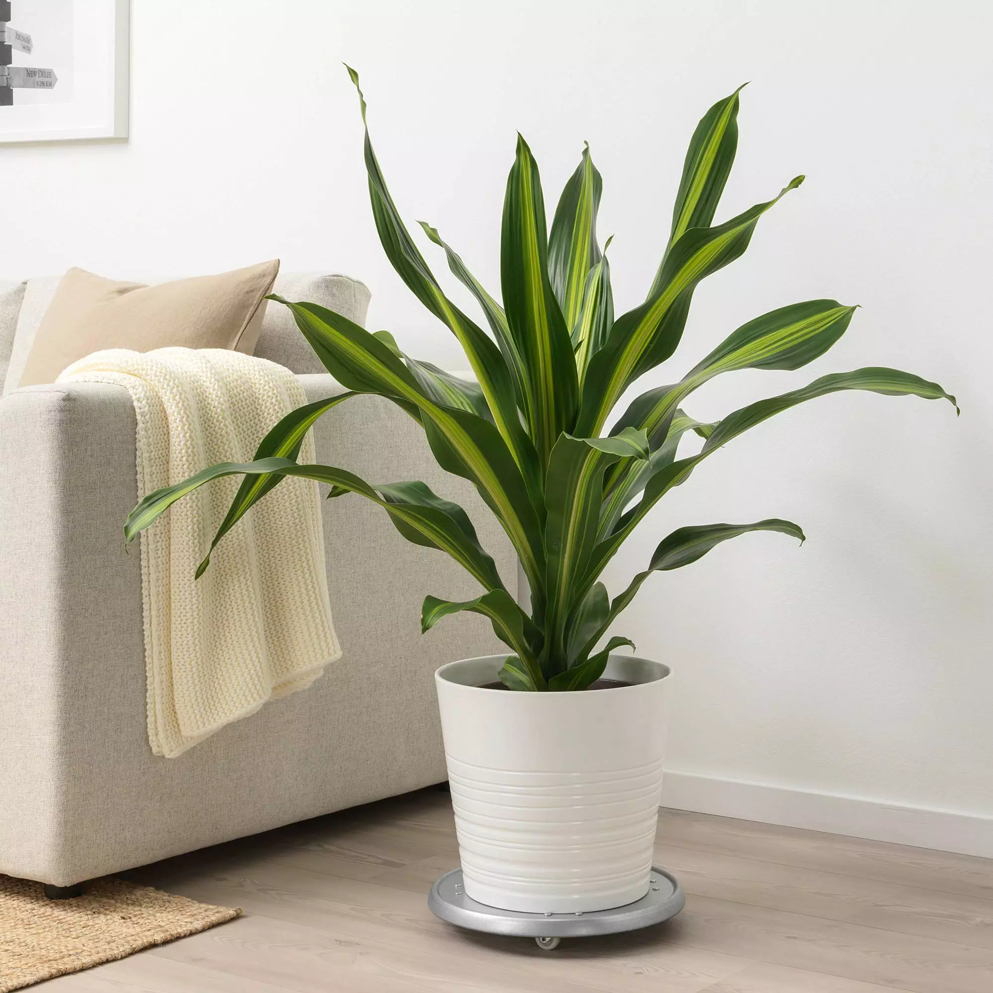 Dracaena Burley פֿון ייקיאַ