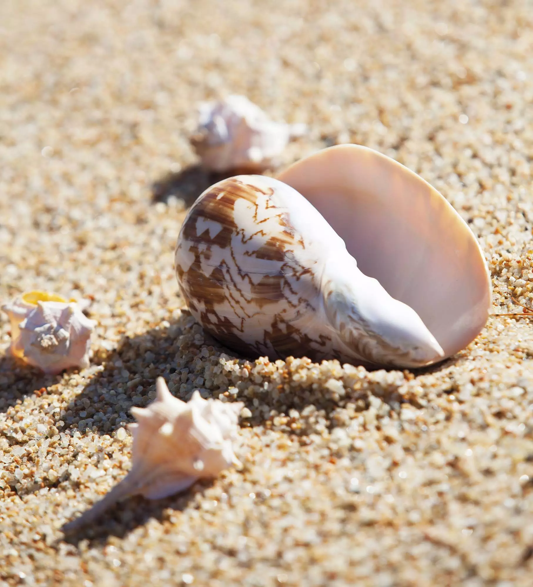 skjell på stranden