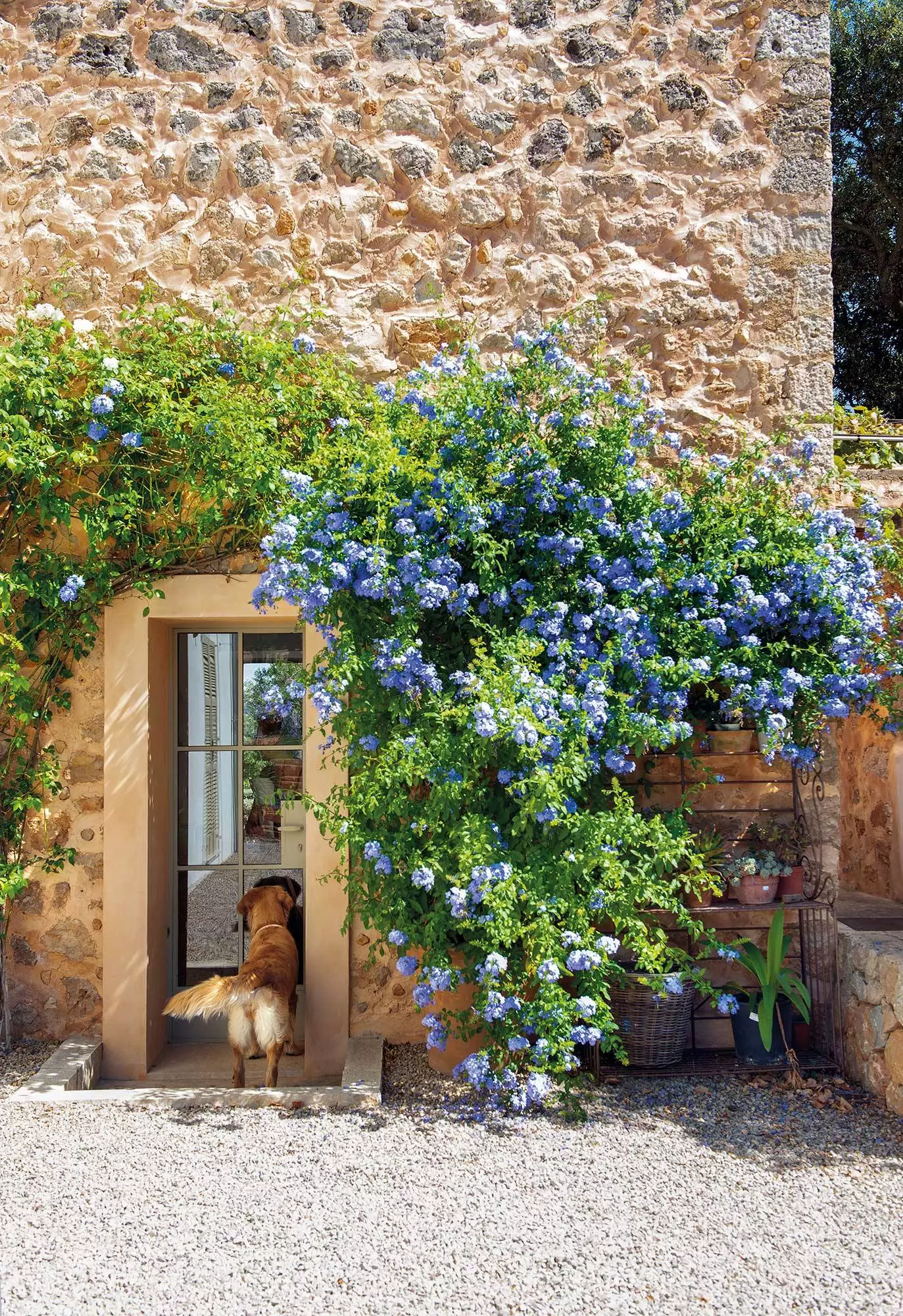 Facciata casa in pietra con plumbago e cane 00528592