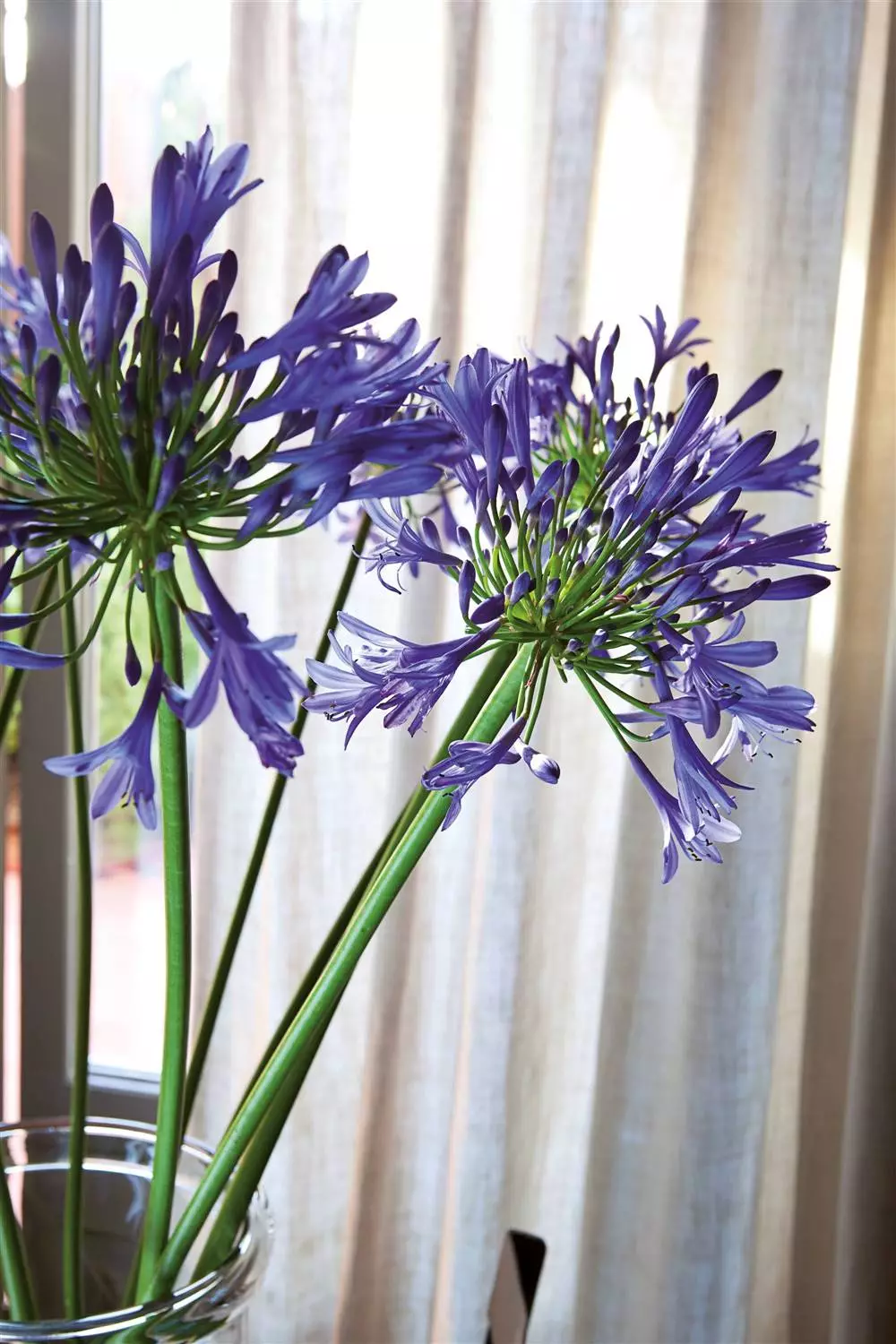 agapanthus