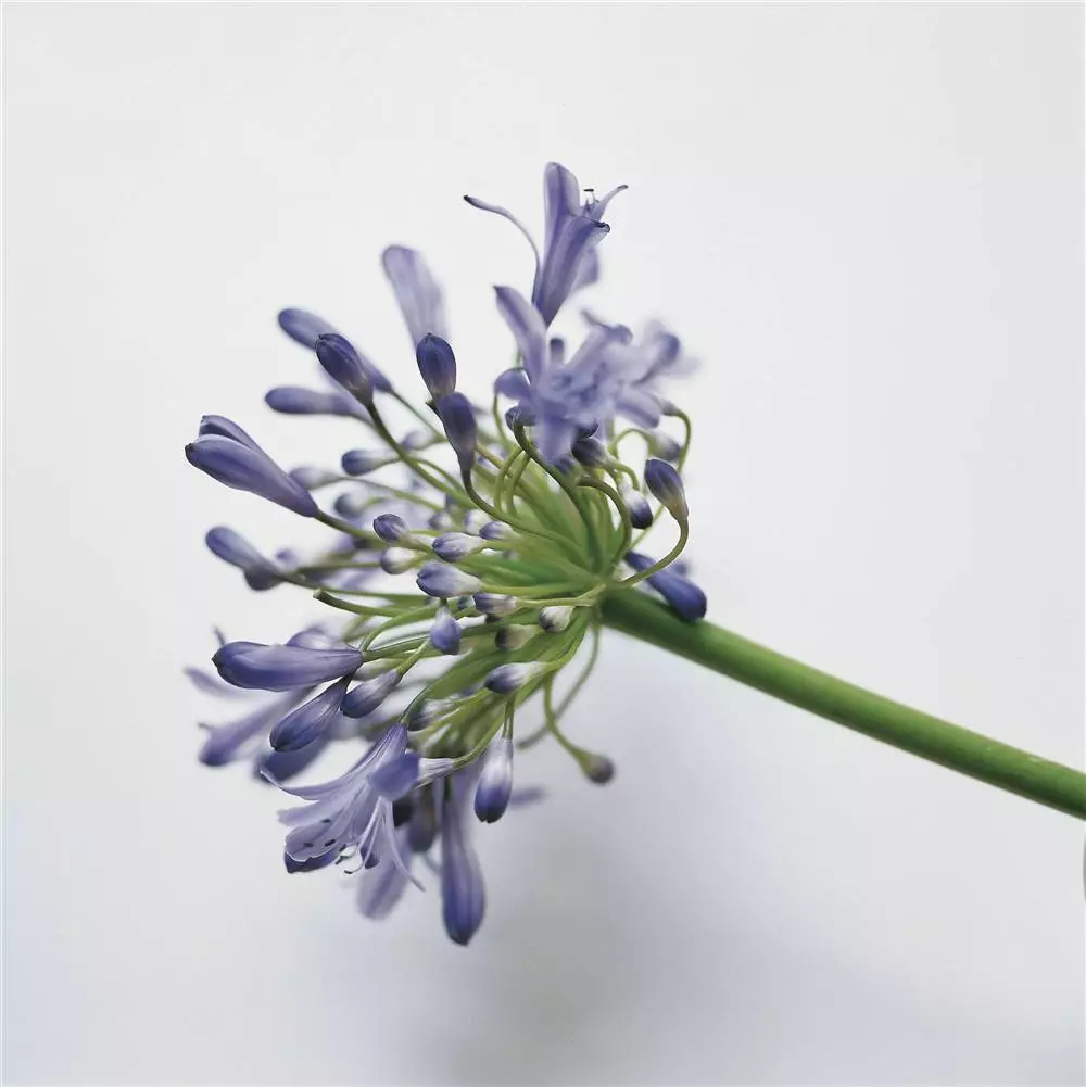 agapanthus